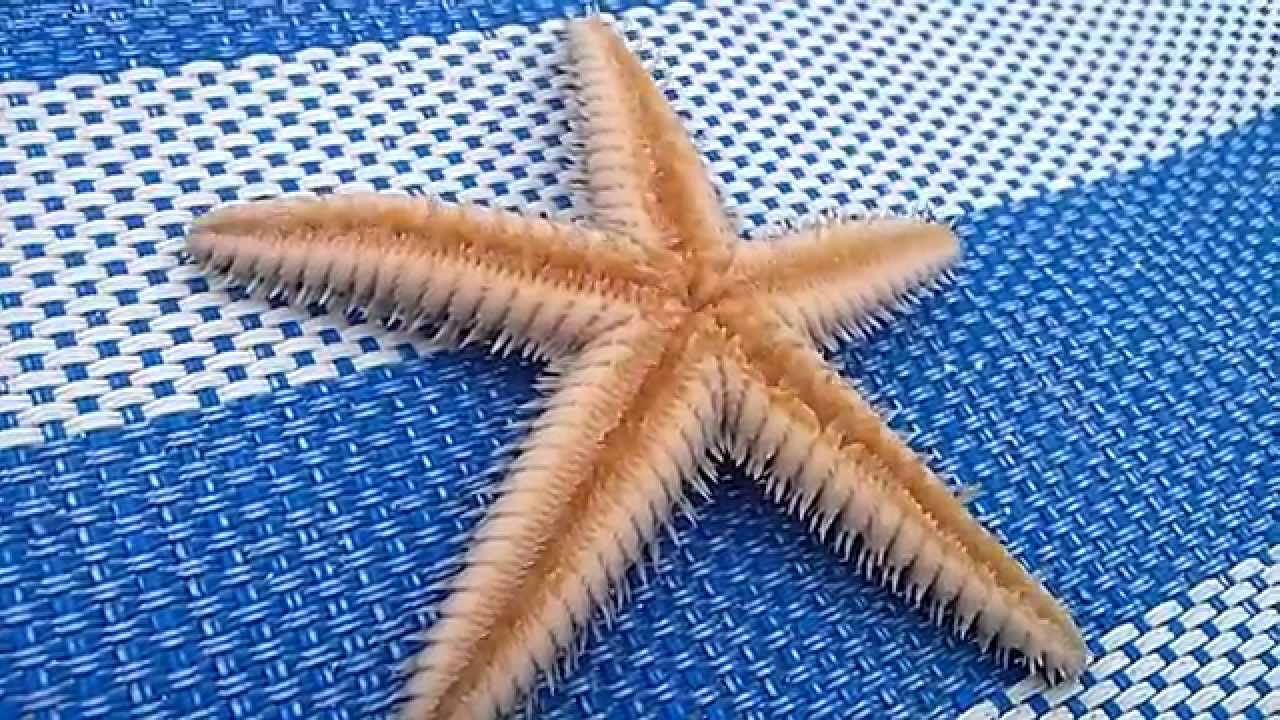 Starfish (Sand Star, Luidia foliolata) Movement - YouTube