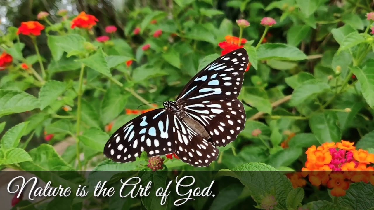 Butterfly collect honey from Flower - YouTube