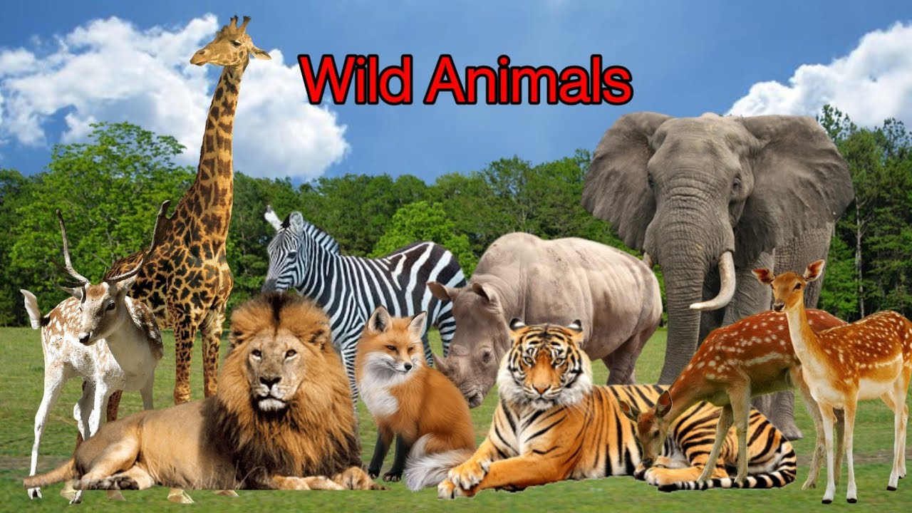 Wild Animals || Animal's Name in English || Animals Name for ...