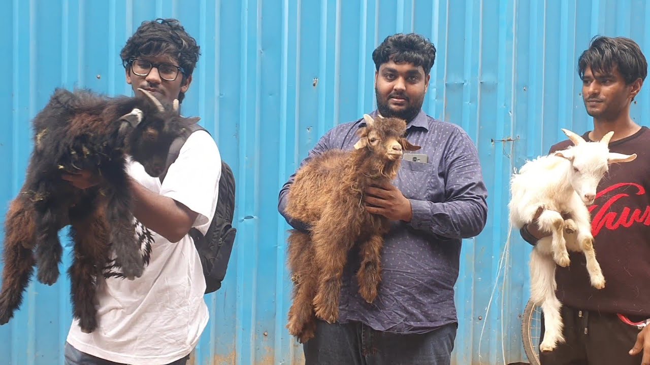 Top Quality Xing Goats Full Set Condition | GK Goat Farm Mumbai. - YouTube