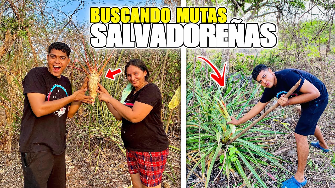 TEMPORADA DE MUTAS EN EL SALVADOR 🇸🇻 BUSCANDO LAS MEJORES Y MÁS RICAS - YouTube