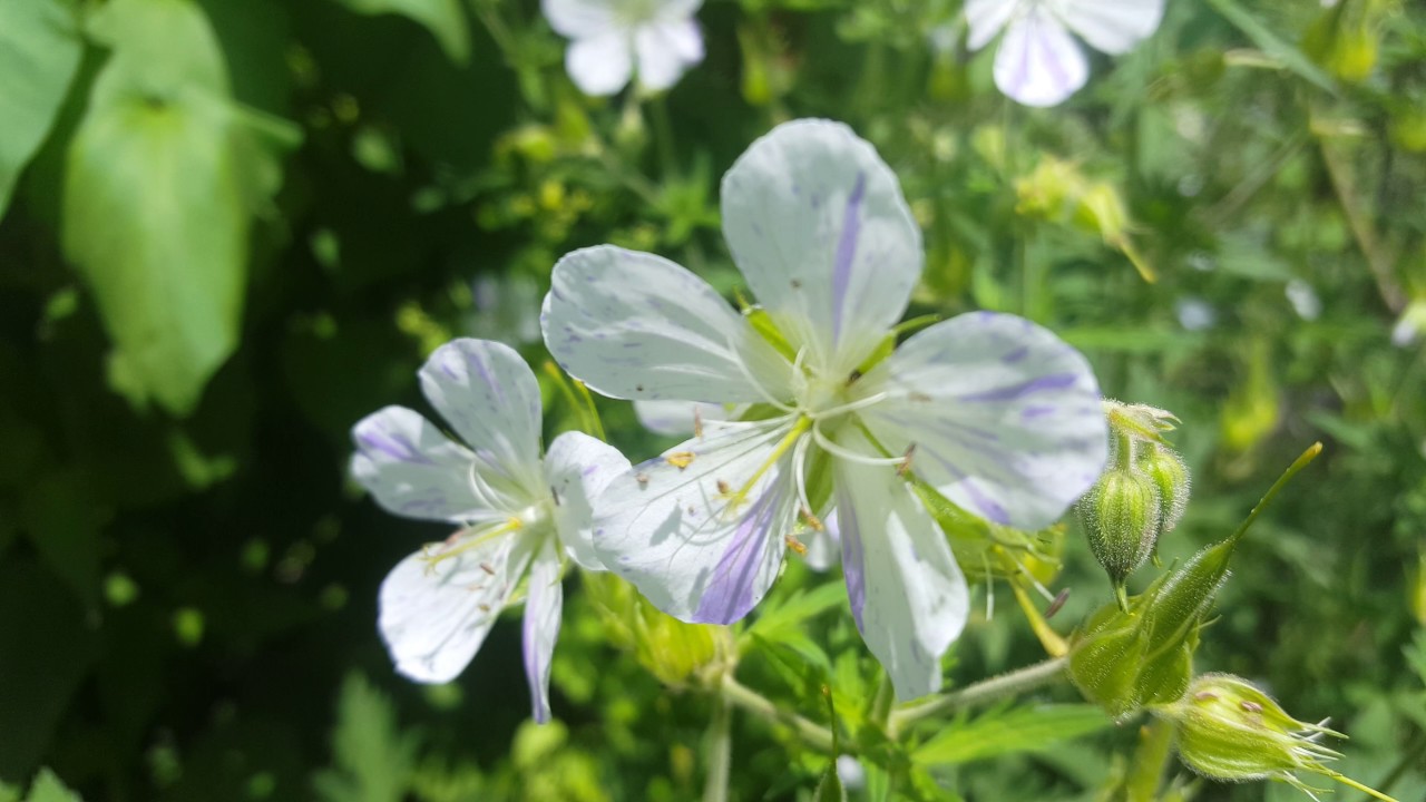 geranium pratense splish splash - YouTube