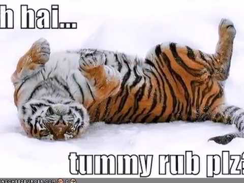 FUNNY TIGER MEMES, TIGRES VIDEOS DE RISA - YouTube