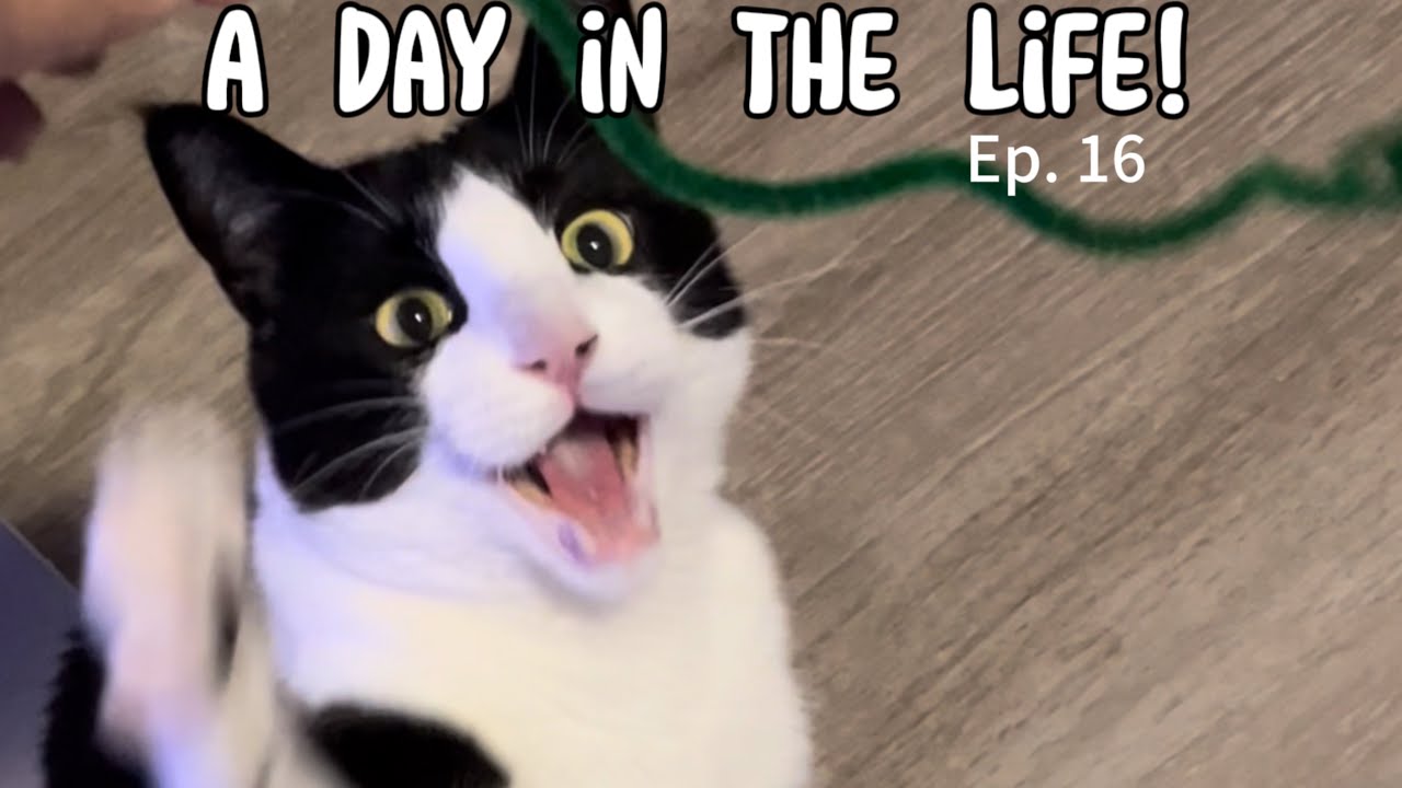 A Day In The Life Of Toby The Cat! | Episode 16 - YouTube