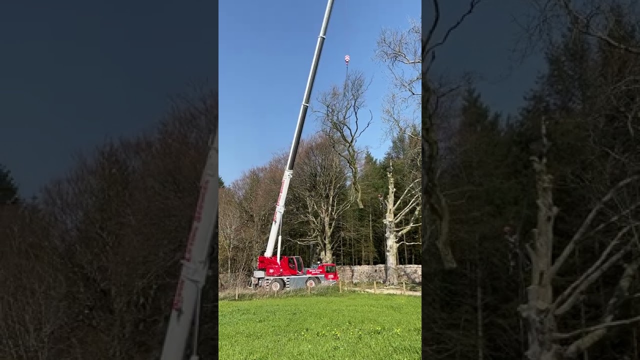 Tree felling on the Deer Park path at Dartington - YouTube