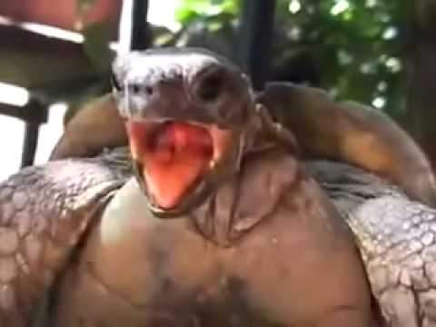 Mis tortugas haciendo el amor - YouTube