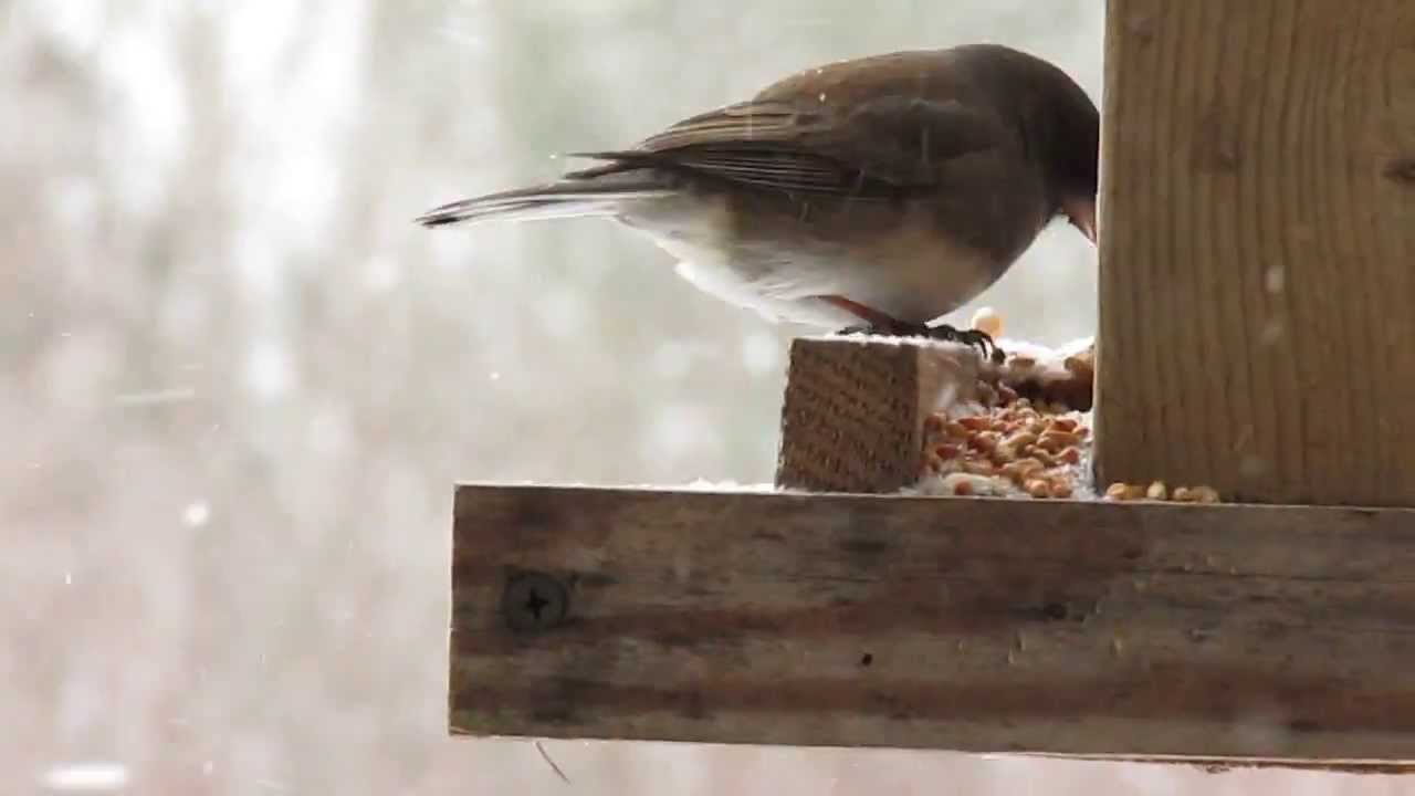 Awesome Birds Today In North Carolina Snow Storm - YouTube
