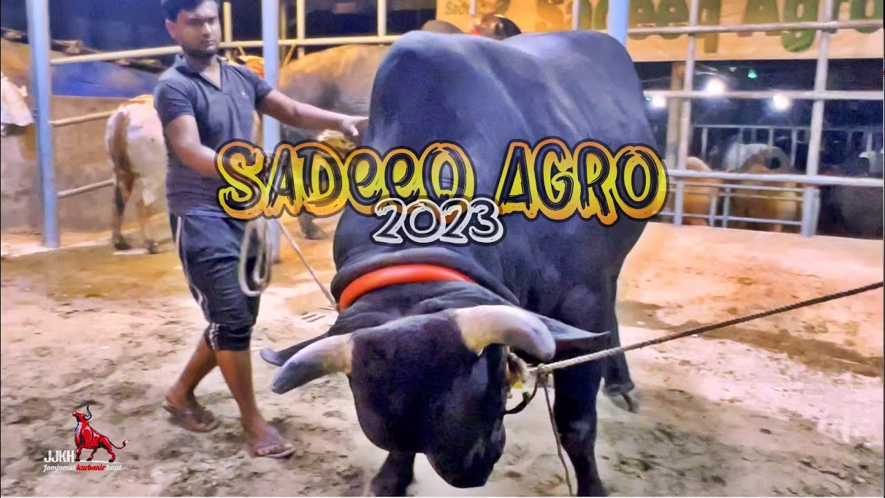 Sadeeq Agro | Huge Black Bull Showing time | 2023 Qurbani Eid. 😀 - YouTube