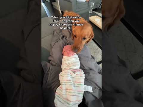 It’s just a little lick, no big deal! #dogs #retriever #baby #family #babysis #schittscreek #ew