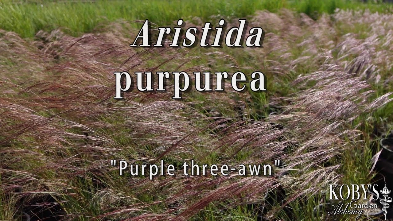 Aristida Purpurea