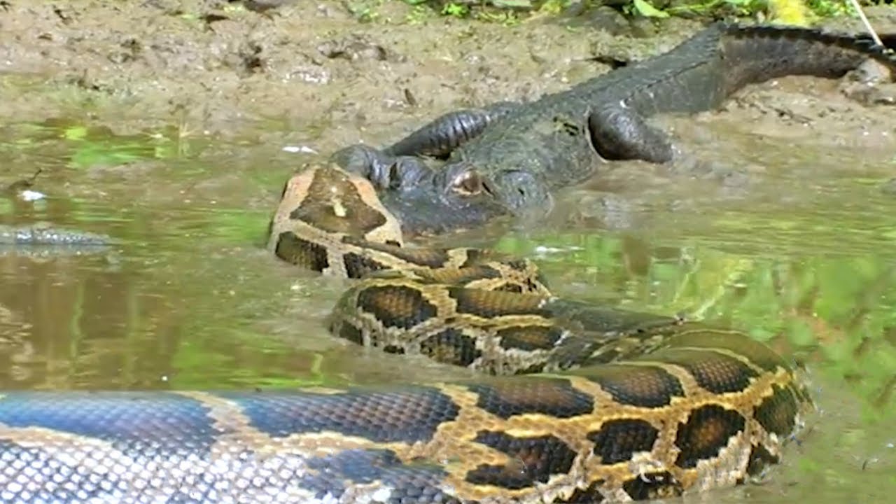 COBRA GIGANTE vs JACARÉ | LUTA DE VERDADE. - YouTube