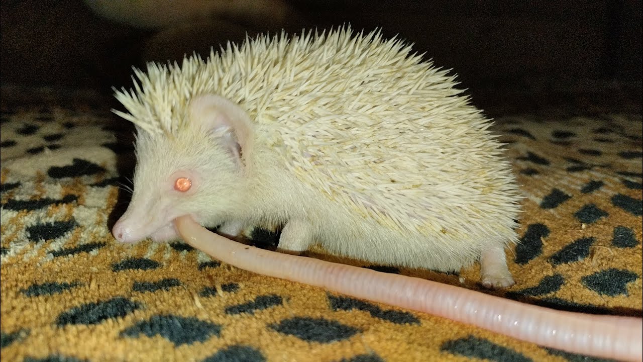 😈Маленький ёжик грызёт червя🦔🐛. Little hedgehog chewing on a worm. #ezhikafro #hedgehog # ...