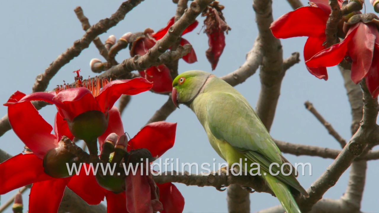 Rose ringed Parakeets visit crimson blooms of Silk Cotton or Sehmal ...