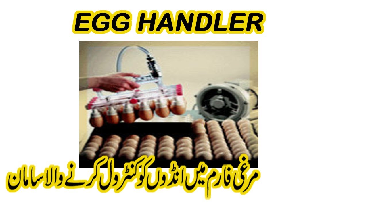 egg handling equipment/Egg Grading Machine/How We Clean 5,000 Eggs per ...
