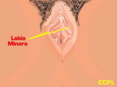 Female Anatomy in English I Planet WOMEN IVF Centre I