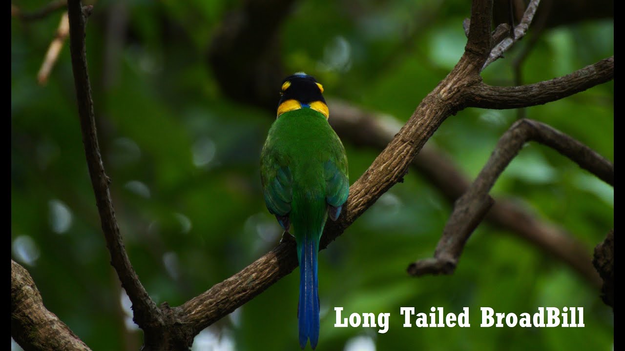 Long Tailed Broad Bill in Sattal - YouTube
