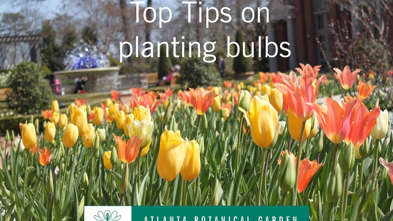 Top Tips on planting bulbs - YouTube