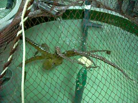 pulpo que come - YouTube