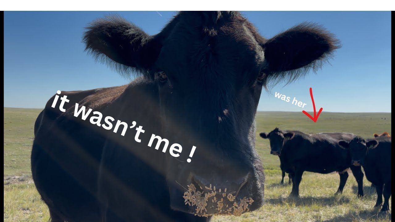 how i call the cows [cow calling 101] - YouTube