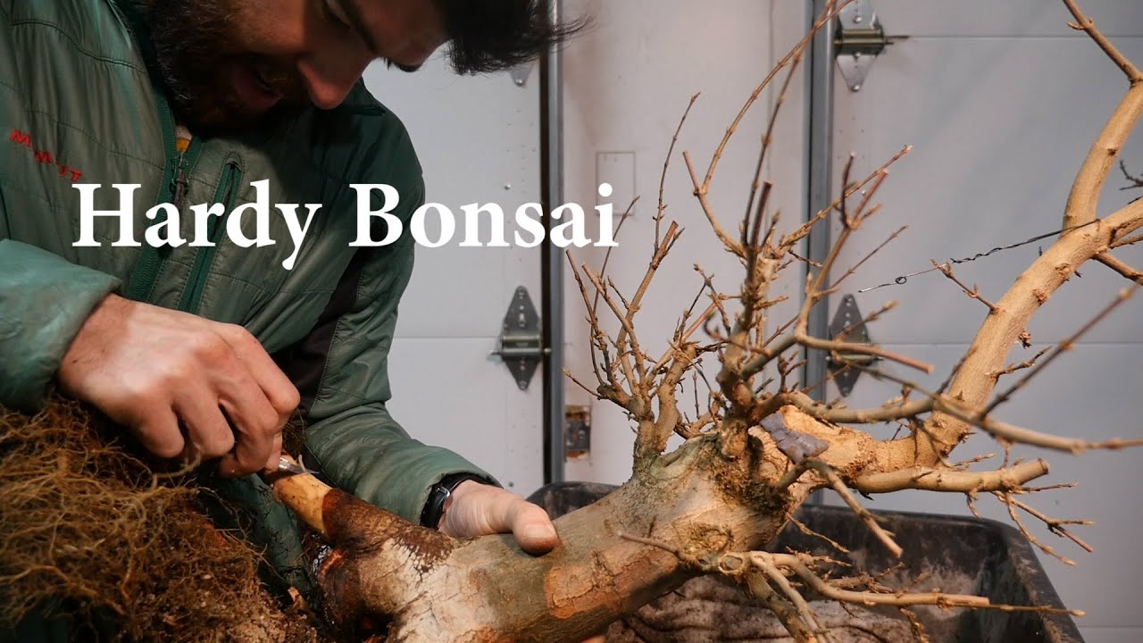 Encouraging Radial Roots on Trident Maple Pre-Bonsai - YouTube