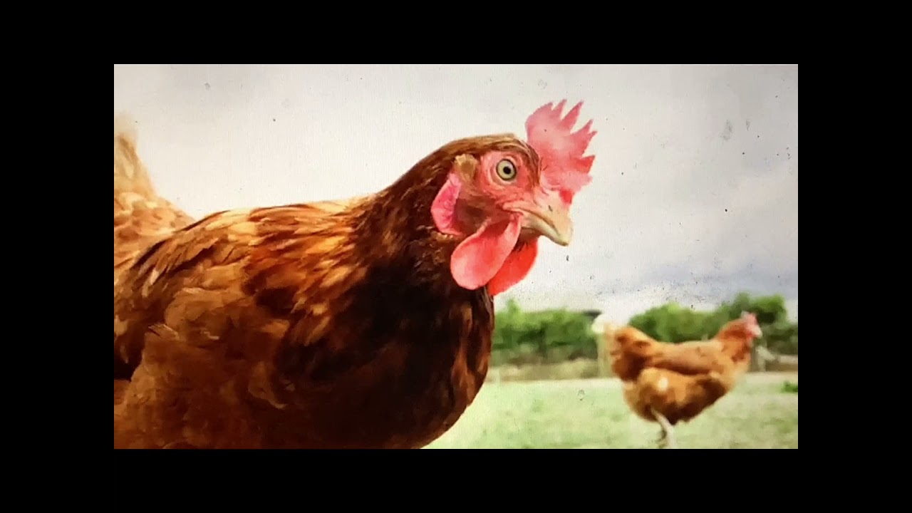 When the chicken is Sus - YouTube