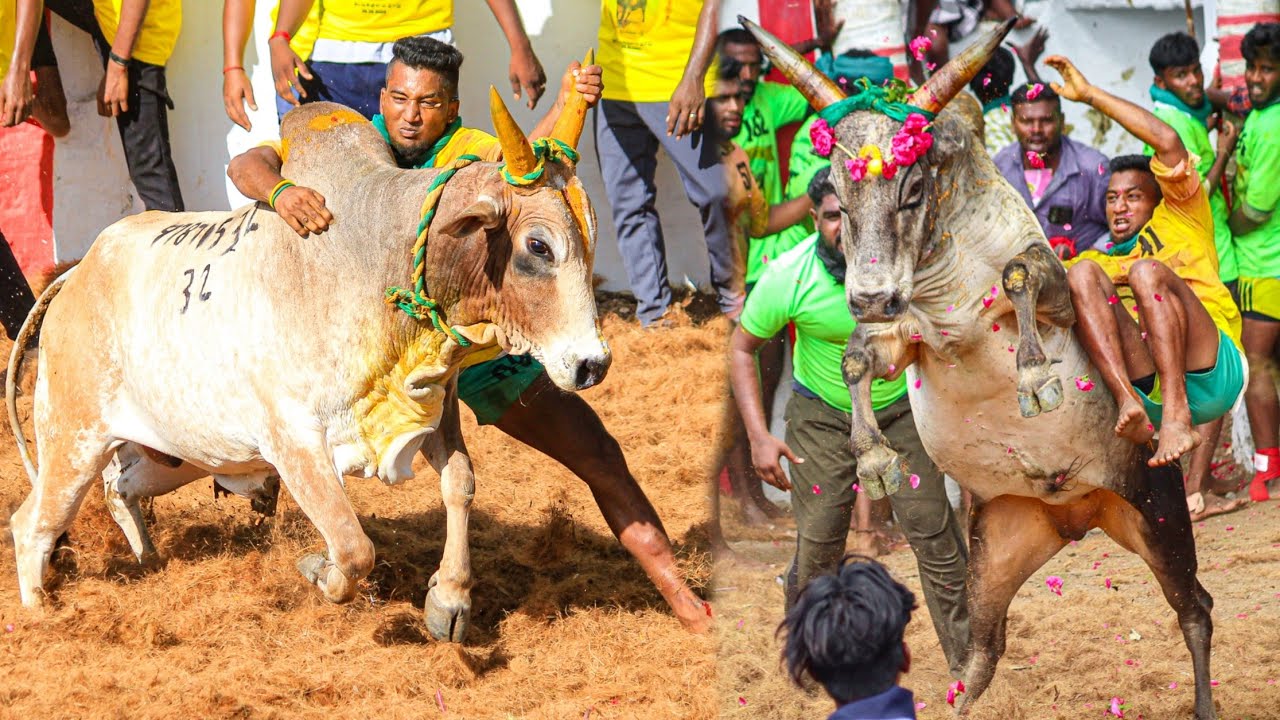 Kattikulam Jallikattu 2025. 27.காளைகளை அடக்கி முதலாம் பரிசு பைக் ...