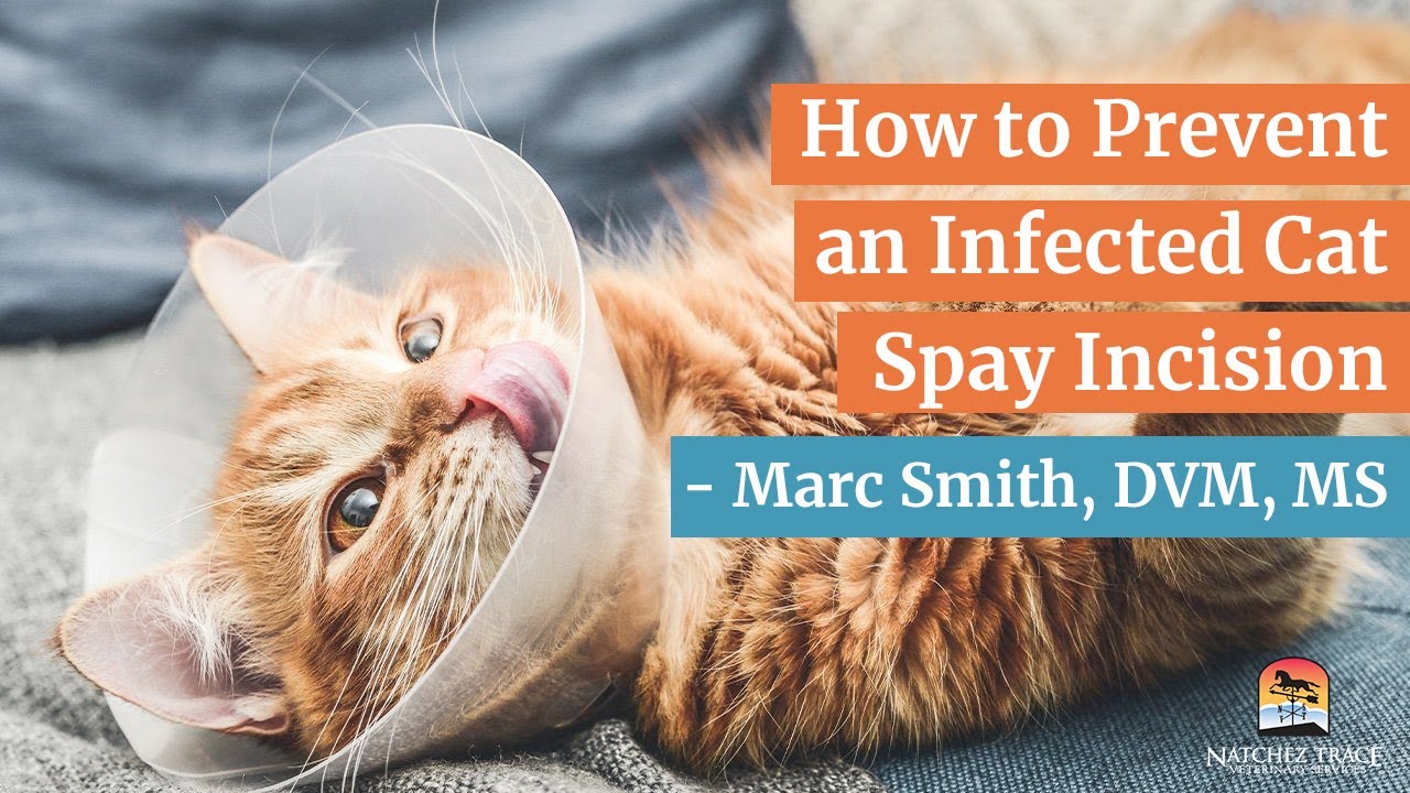 How to Prevent an Infected #CatSpayIncision - Marc Smith, DVM, MS - YouTube