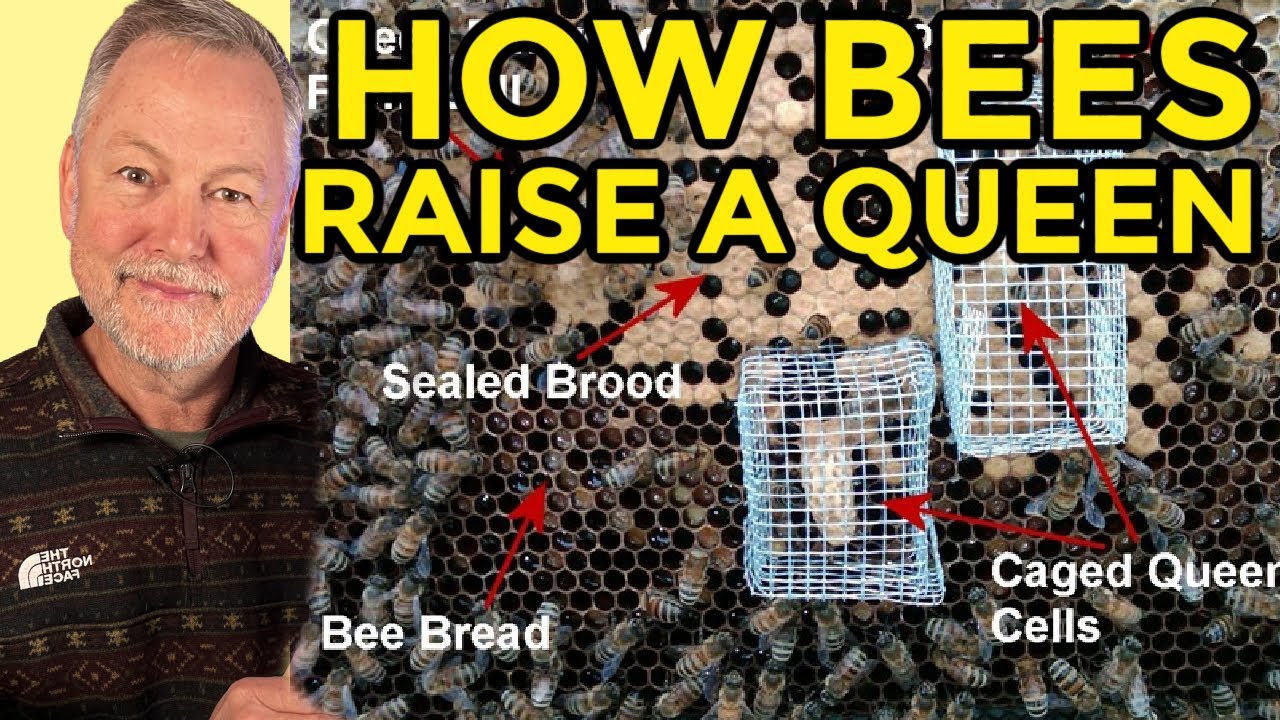 Beekeeping | Learn How Honey Bees Raise A New Queen - YouTube