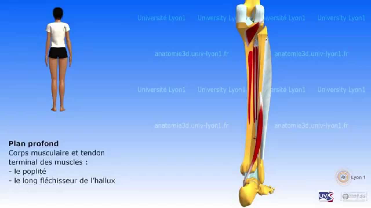 La loge musculaire postérieure de la jambe: rapports des muscles - YouTube