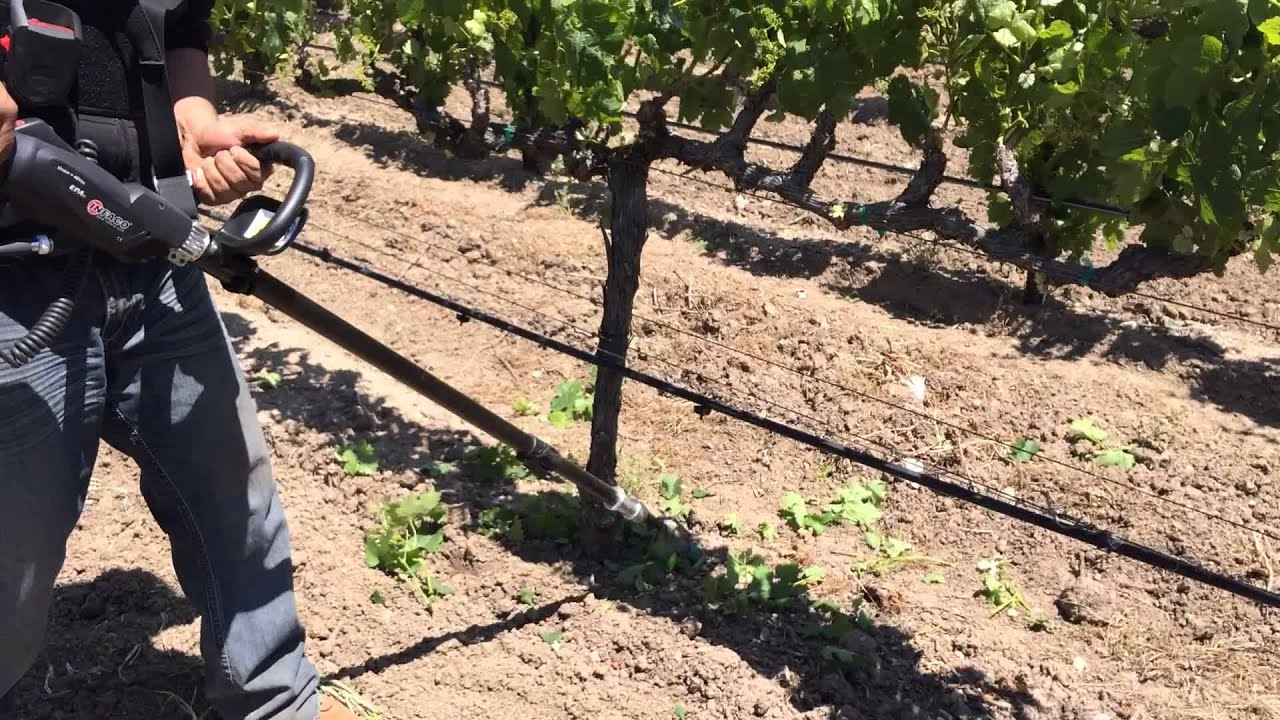 Desuckering in Napa - YouTube