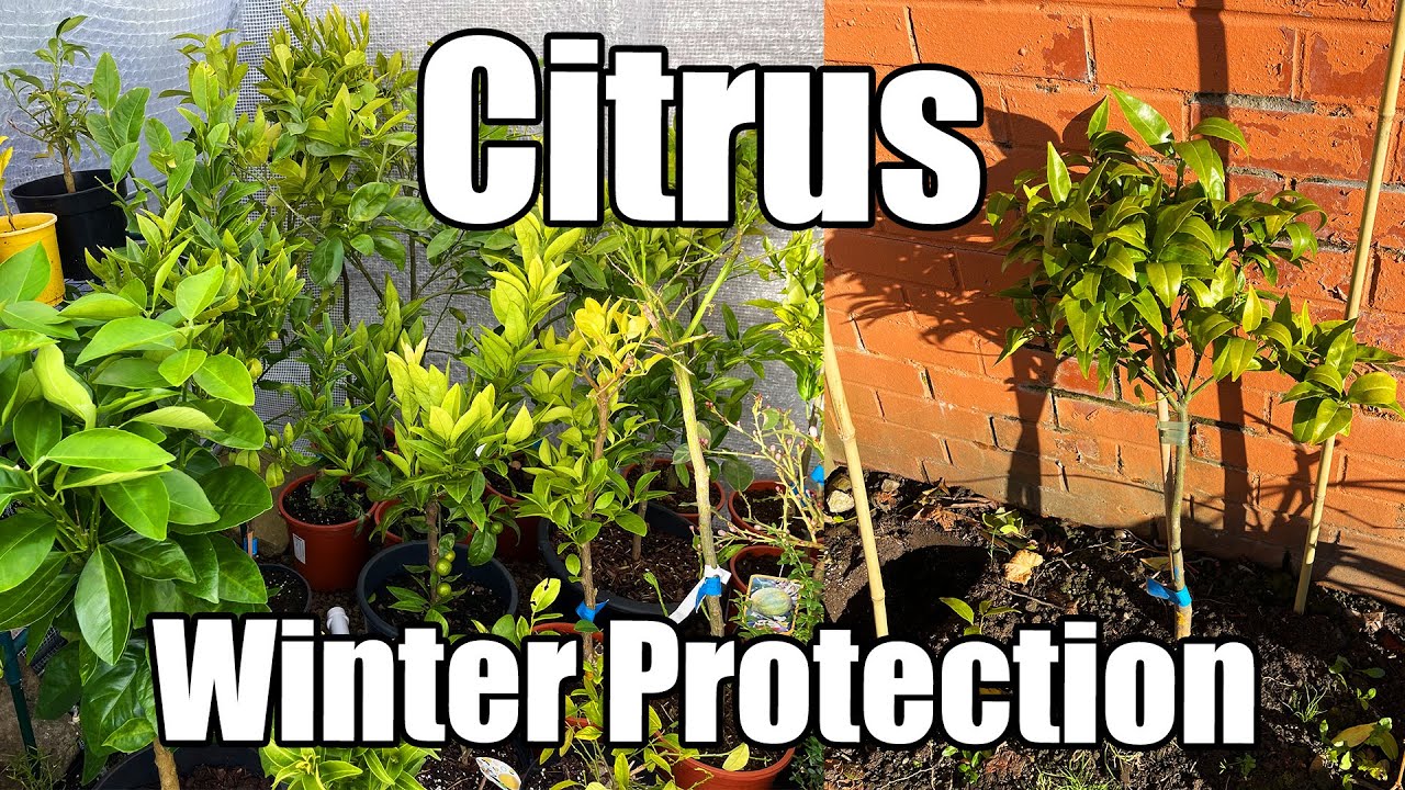 Citrus Winter Protection - November 2023 - YouTube