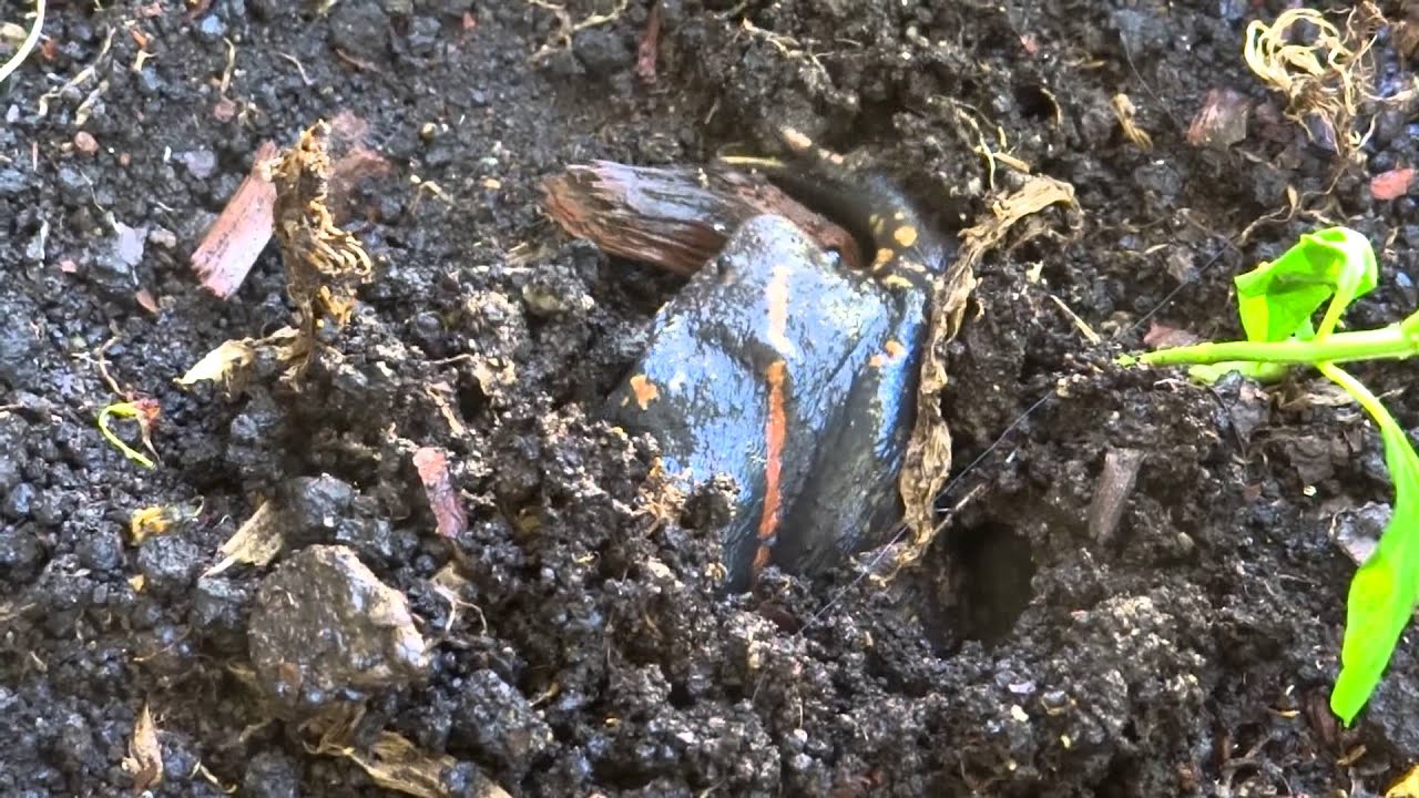 Rhinophrynus dorsalis (a Mexican Burrowing Toad - Sapo borracho ...