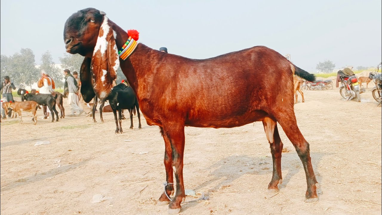 Bakra Mandi sAHlwAL bital bachon wali bakrian 03124058010 Altaf goat ...