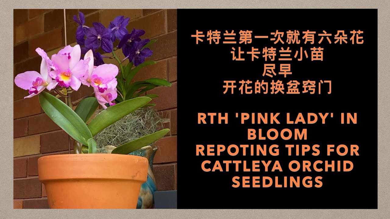 GS 53 Rth Pink Lady In Bloom Repoting Tips GS 53 Rth Pink Lady In Bloom Repoting Tips