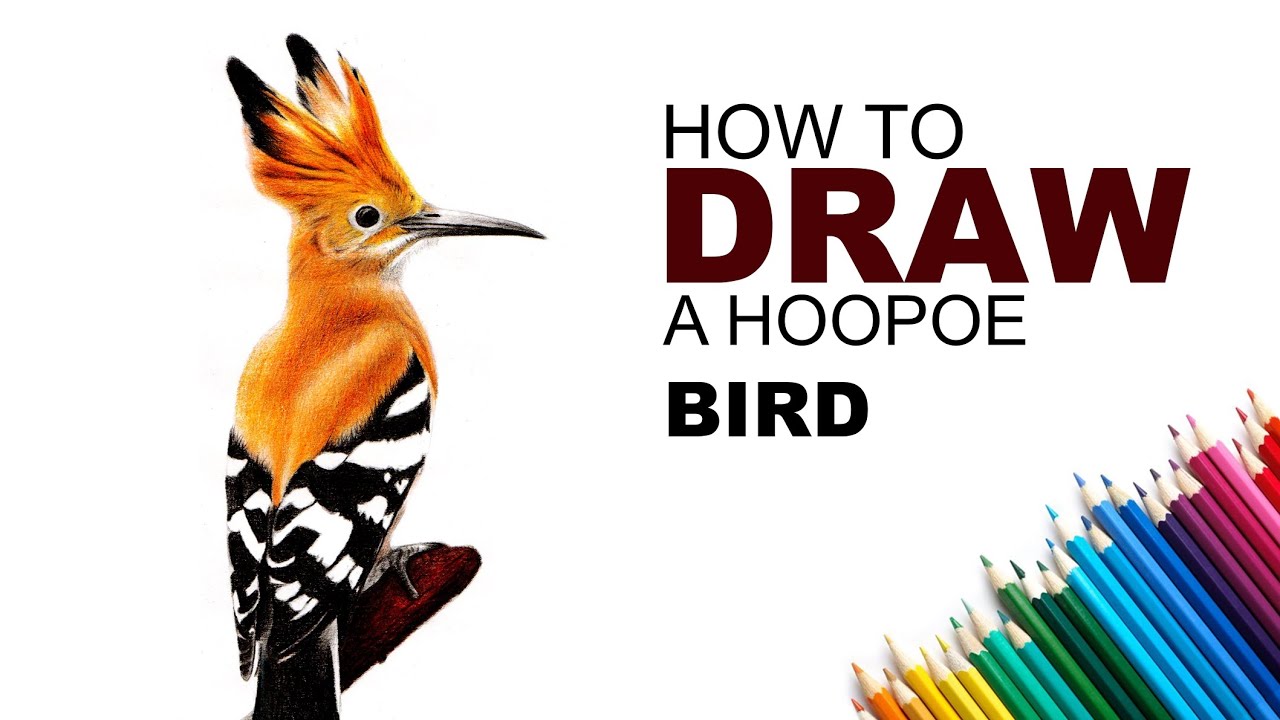 How to Draw a Hoopoe Bird. - YouTube
