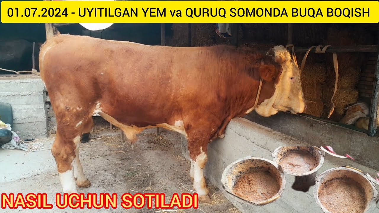 BUQA BOQISH SIRLARI 30 YILLIK TAJRIBA ☎️ 90 903 29 00 ☎️@Hikmatillo_uz ...