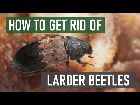 Where Are Larder Beetles Found