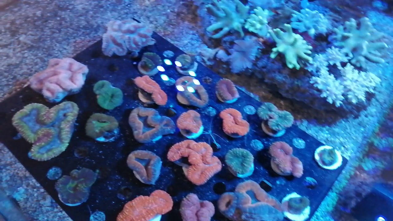 Jona fish akwarystyka - YouTube