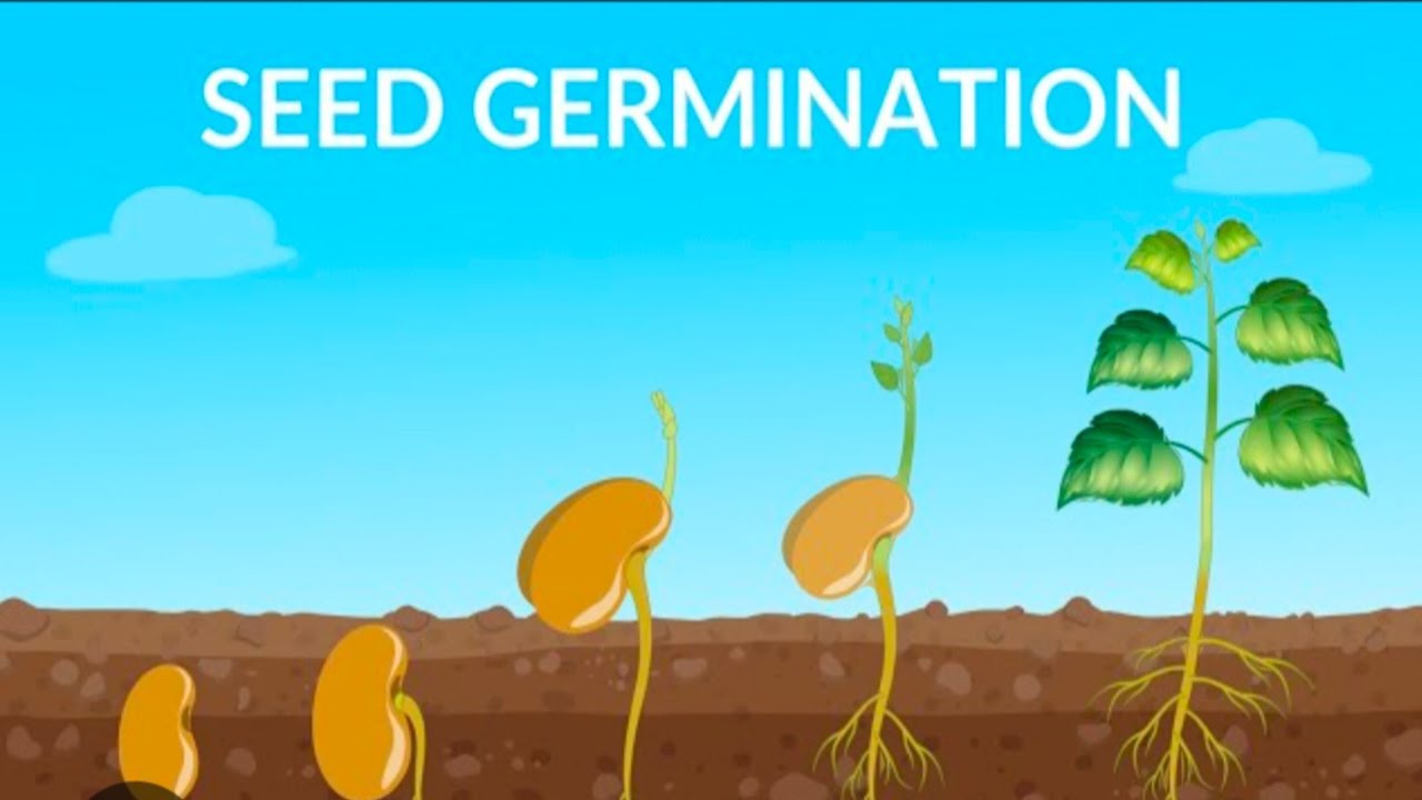 What Is Seed Germination || SEED GERMINATION || Plant Germination ...