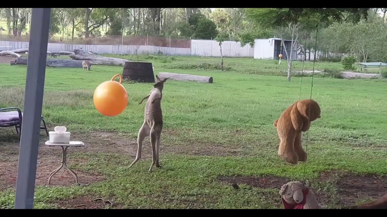 Kangaroo kicks a ball - YouTube