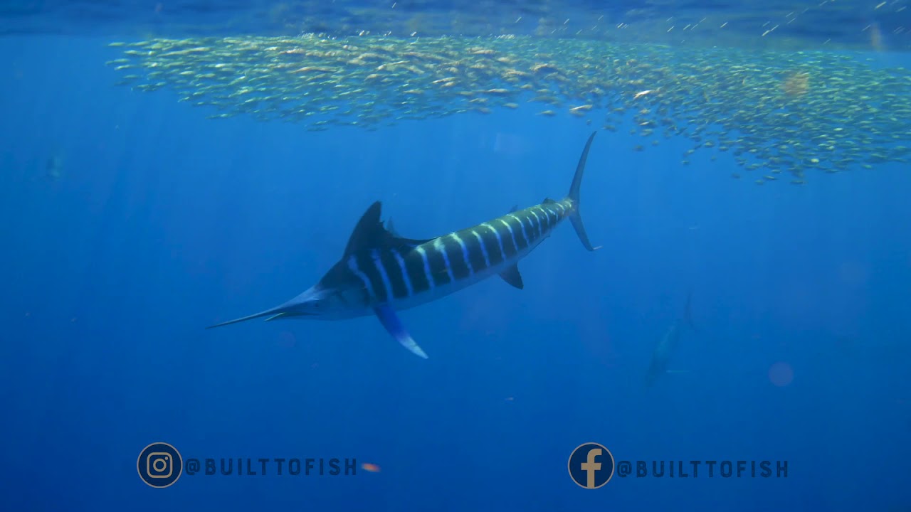 Insane Marlin Footage - YouTube
