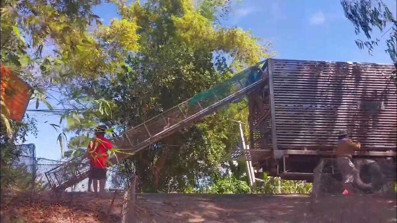Close-up of ducks getting on the truck and getting off the train to move fields - YouTube