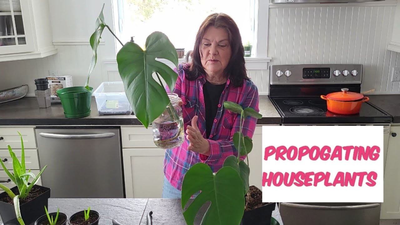 How to propagate Monstera / How to propagate Aloe Vera - YouTube