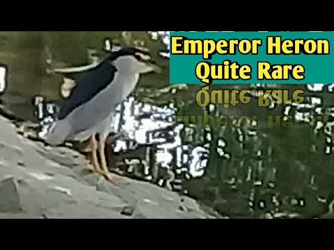 Emperor Heron : Part 6 : So Rare Bird That Few People Have Seen This ...