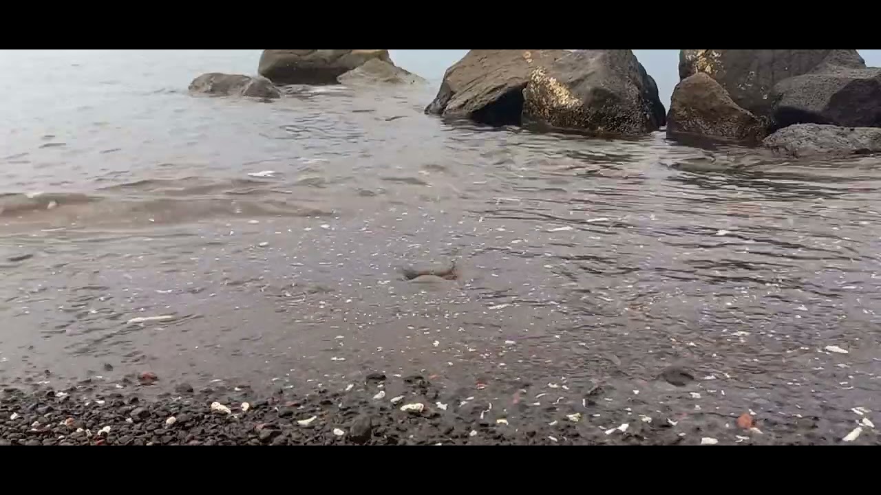 Melodious Sound That Makes Us Relax - YouTube