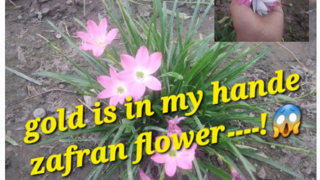 god gifted gold flower/zafran harvesting flower #flowers in market its ...