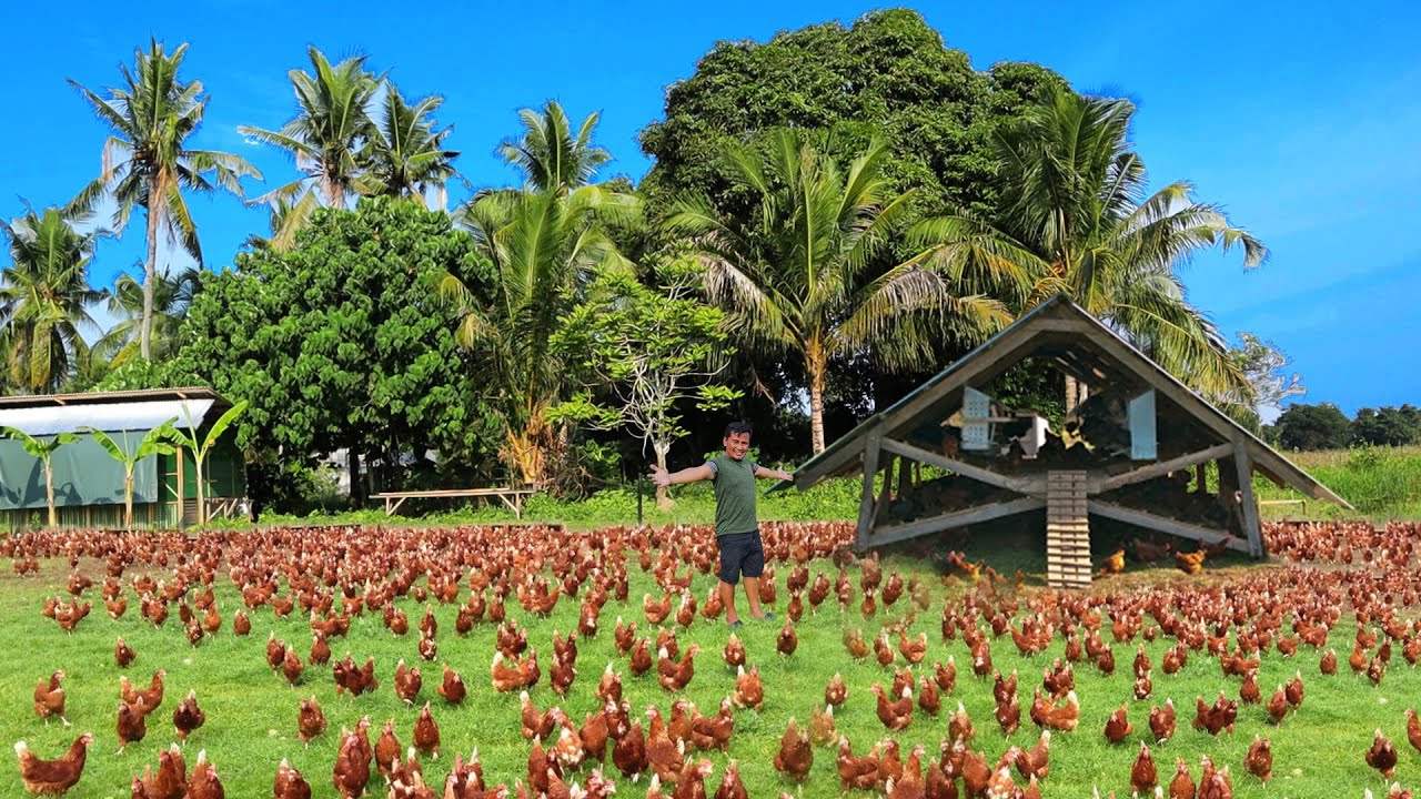 Free-range Farming│ BEST COOP DESIGN for chickens! Biggest chicken coop ...