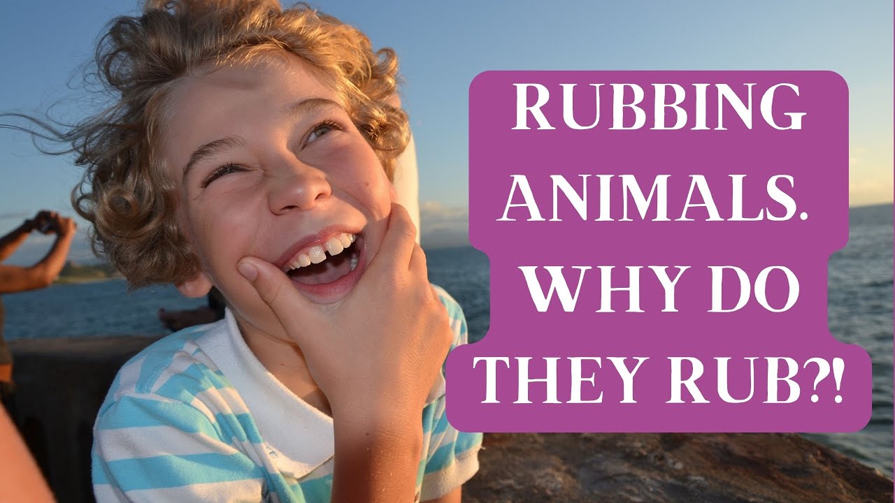 Rubbing Animals. Why Do They Rub?! Cheerful music for your magnificent ...