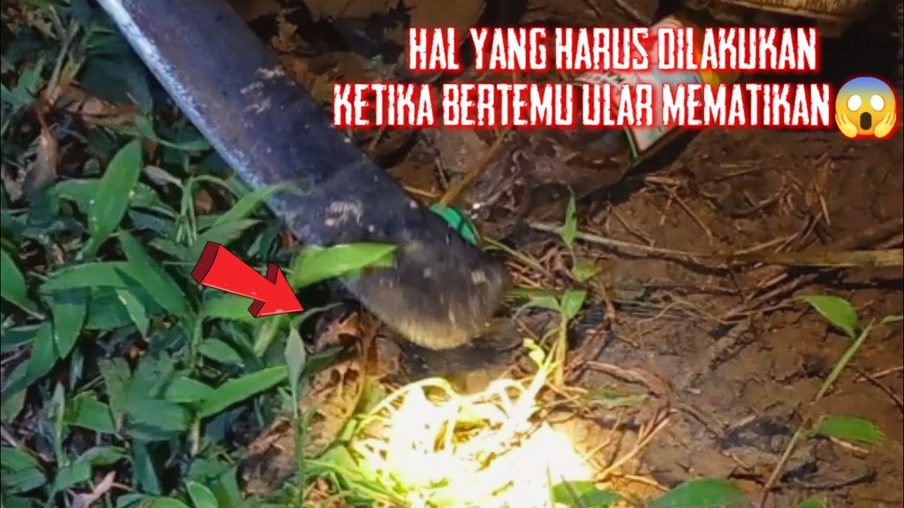 Cara yang harus dilakukan bila bertemu ular tanah ranjau darat//gibug ...