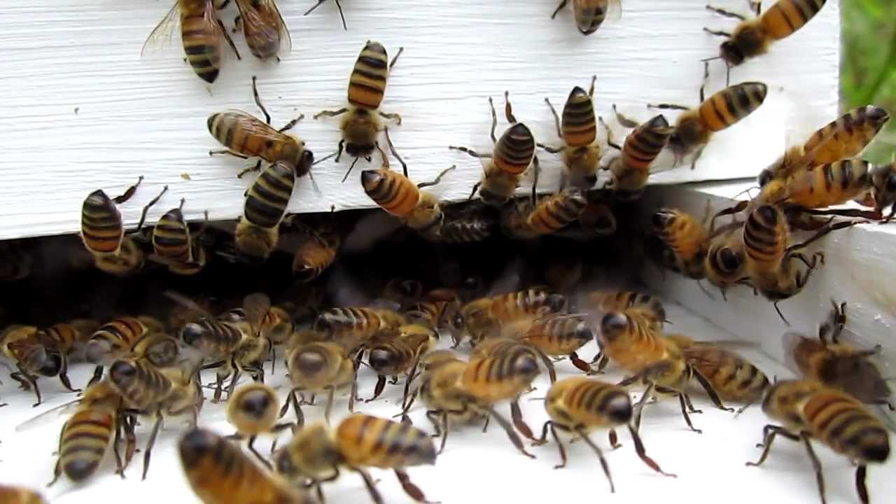 ITS Fanning Honey Bees #1 - YouTube